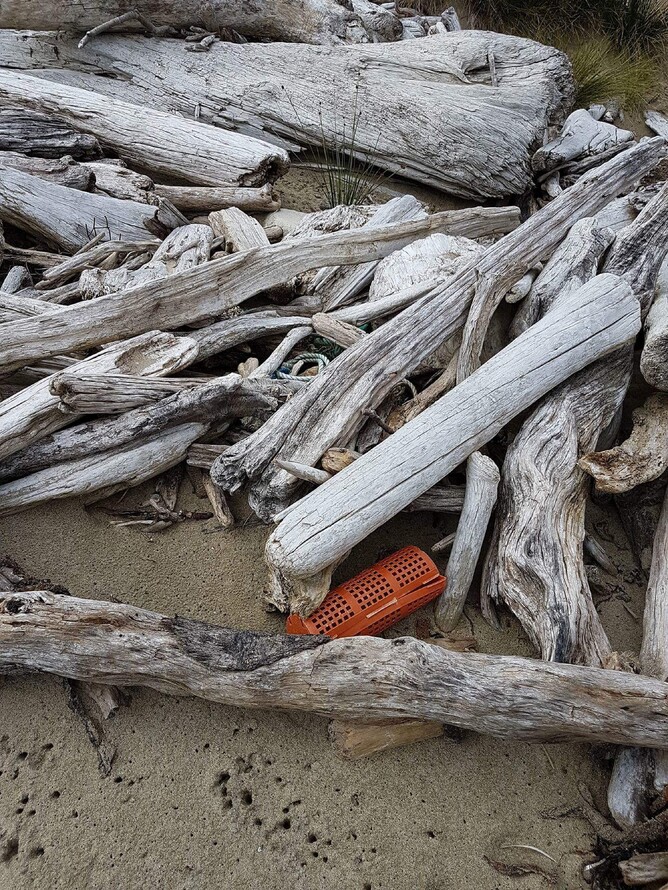 Stewart Island - Day two & Three | Retired Director