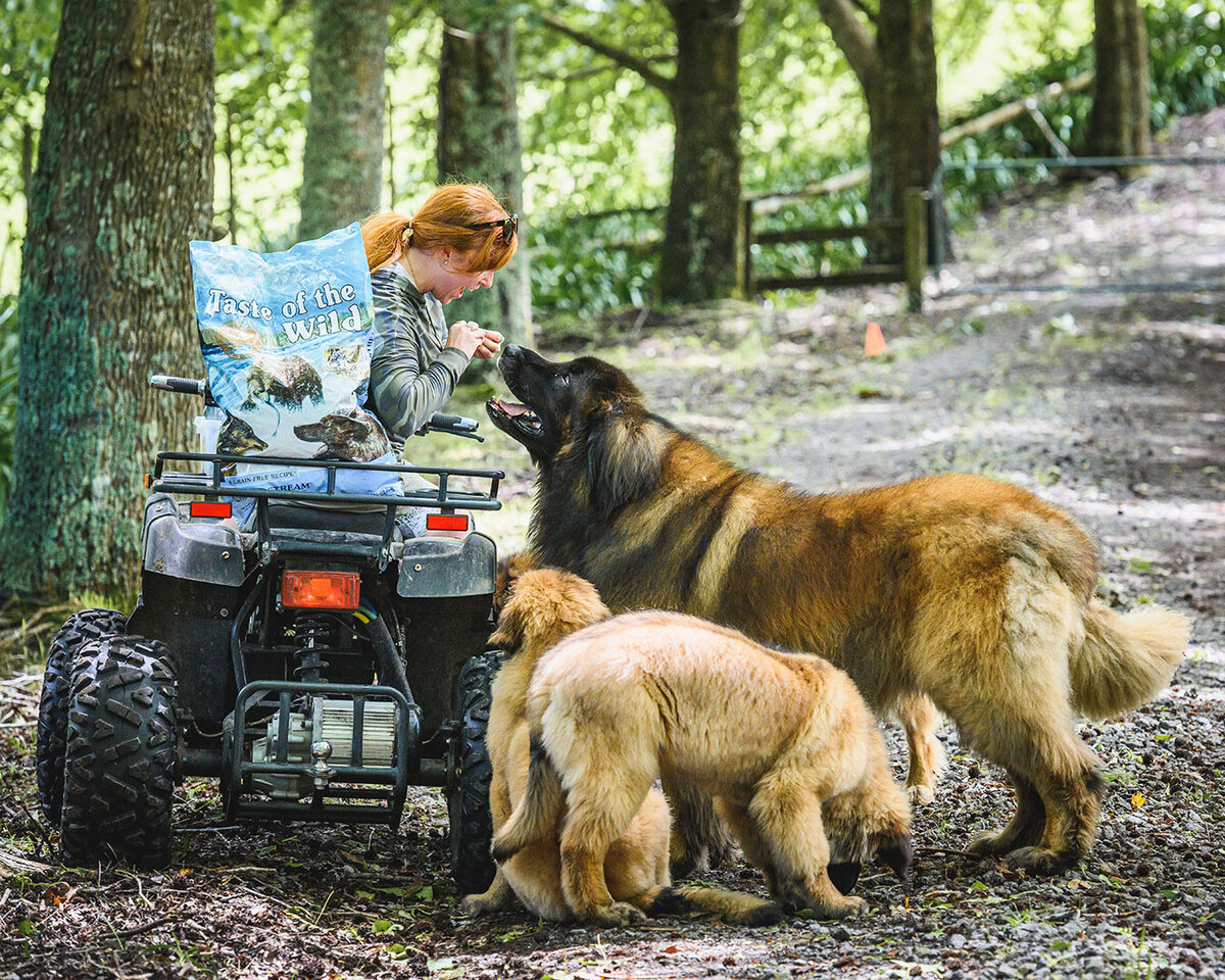 What's the hype about Antioxidants and how can they help my pet ...