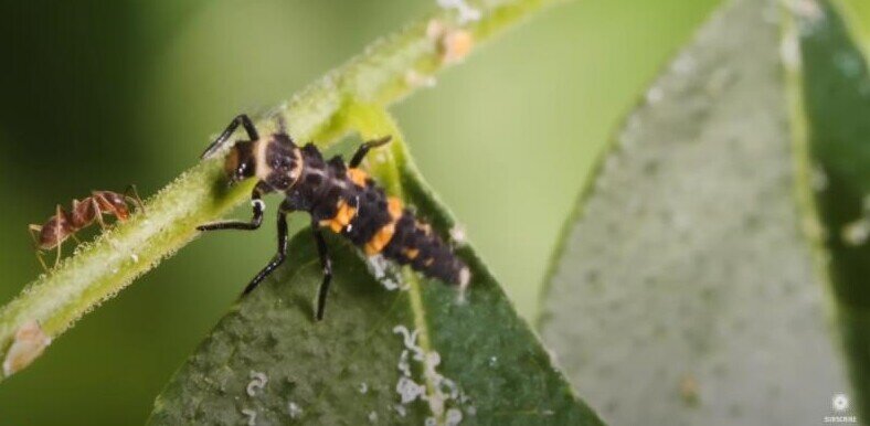 Holistic Farm Solutions | Terminum