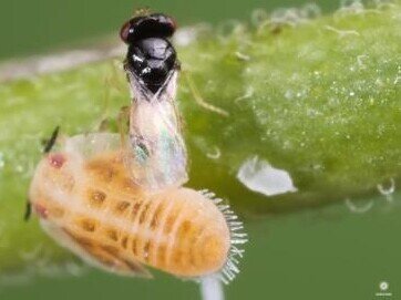 Holistic Farm Solutions | Terminum