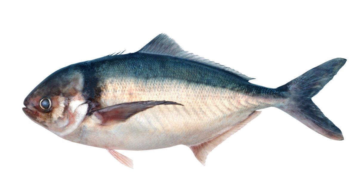 Blue Mackerel | Blue Warehou | Ruby Fish | Red Cod | Monkfish | Gemfish ...