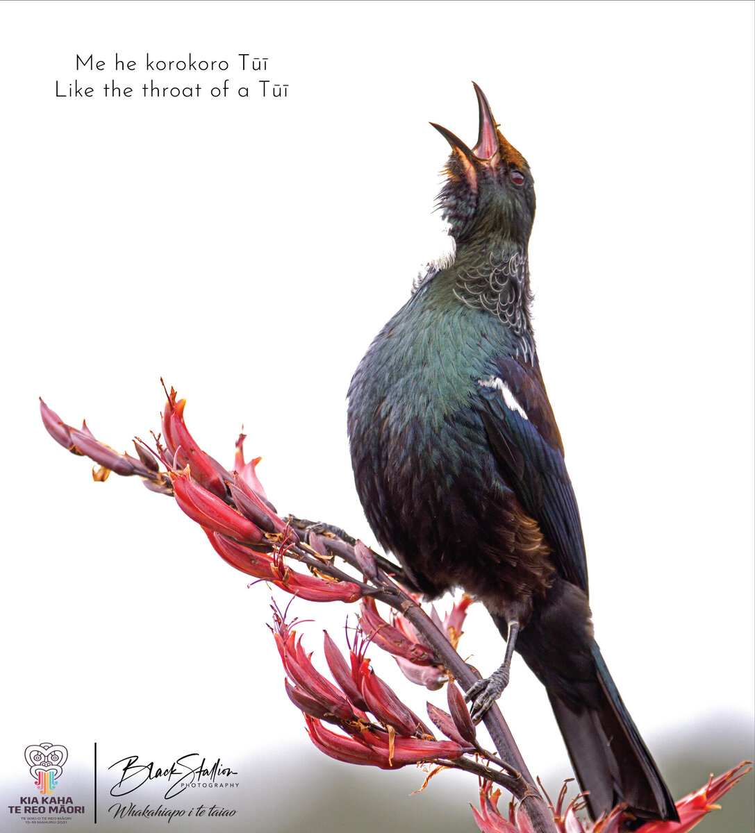 Te Wiki O Te Reo Māori 2021 | Wildspace New Zealand