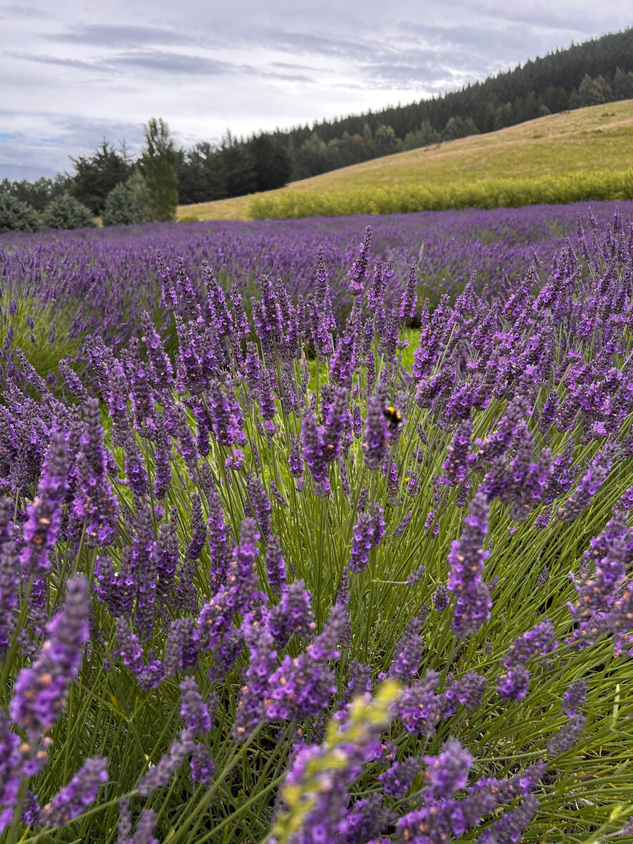 Let’s Grow Lavender: A Guide for Beginners | Lavender Row Limited