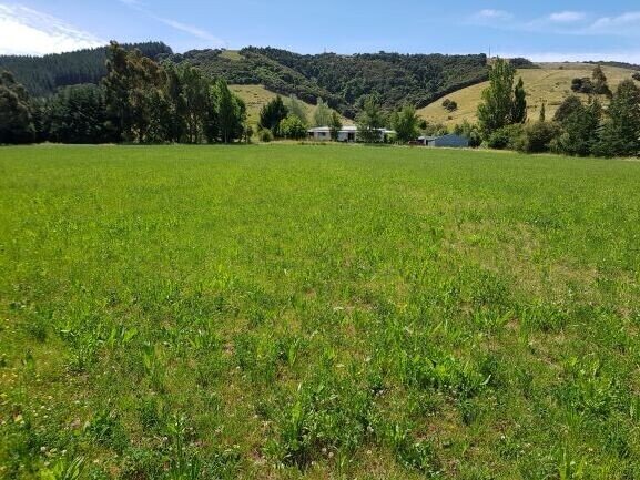 Lavender Row | Lavender Row Story