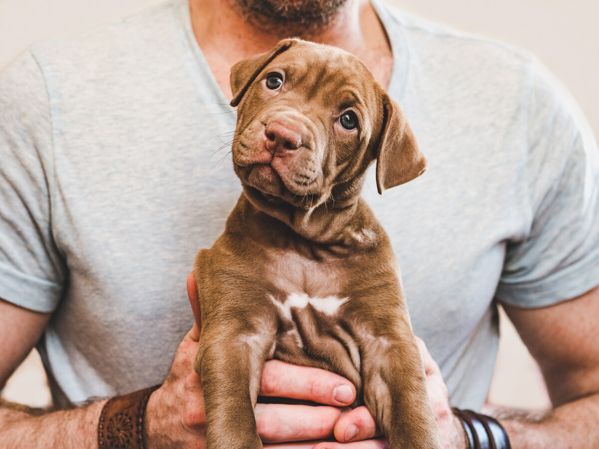 Training Tips For Your New Puppy | Urban Dogs