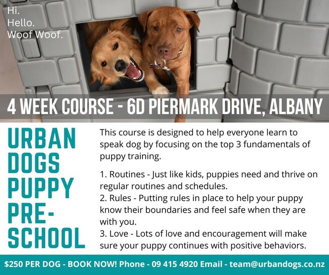 Training | Urban Dogs