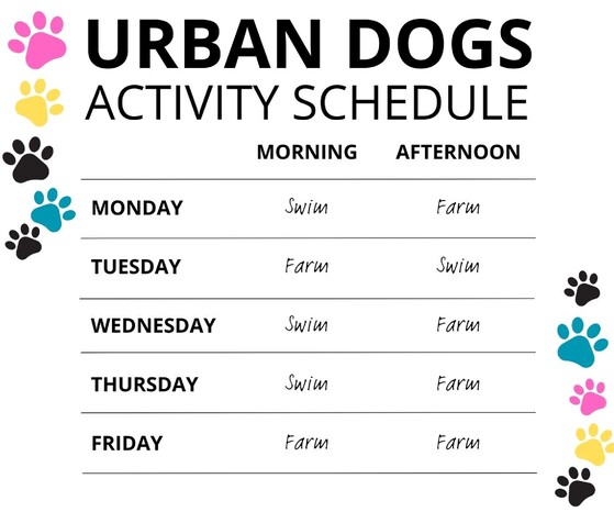 Dog Daycare | Urban Dogs