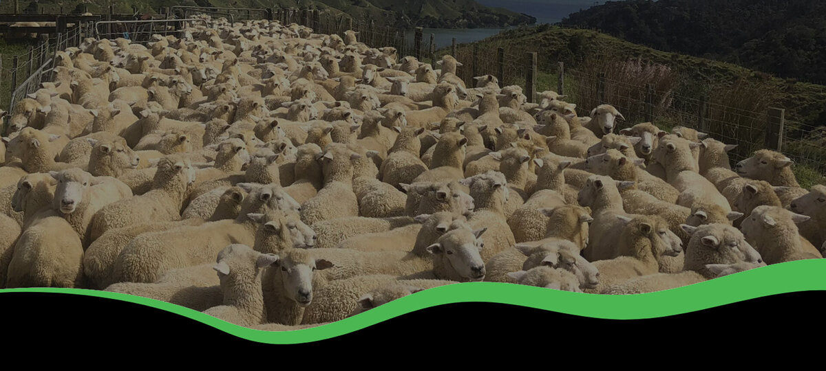 Waiteika Eczema Tolerant Romneys | Our Flock