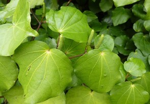 Different types of New Zealand pounamu | Puawai Jade