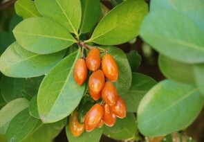 Different types of New Zealand pounamu | Puawai Jade