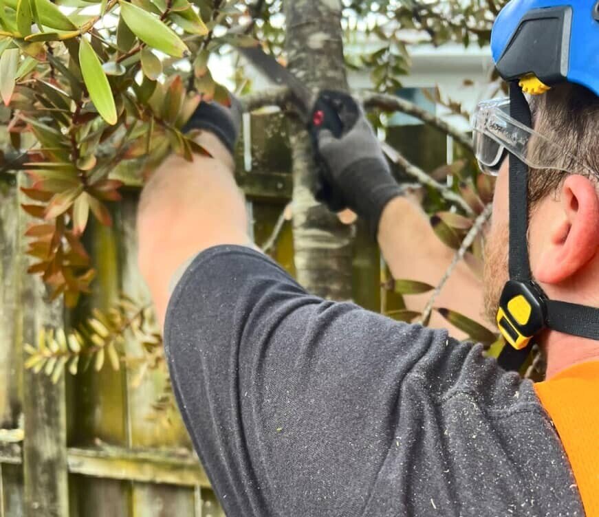Arborist Services Auckland | DS Trees Auckland Arborists