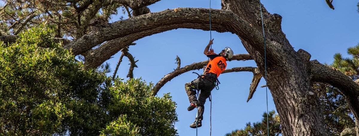 Tree Services Auckland | DS Trees Auckland Arborists