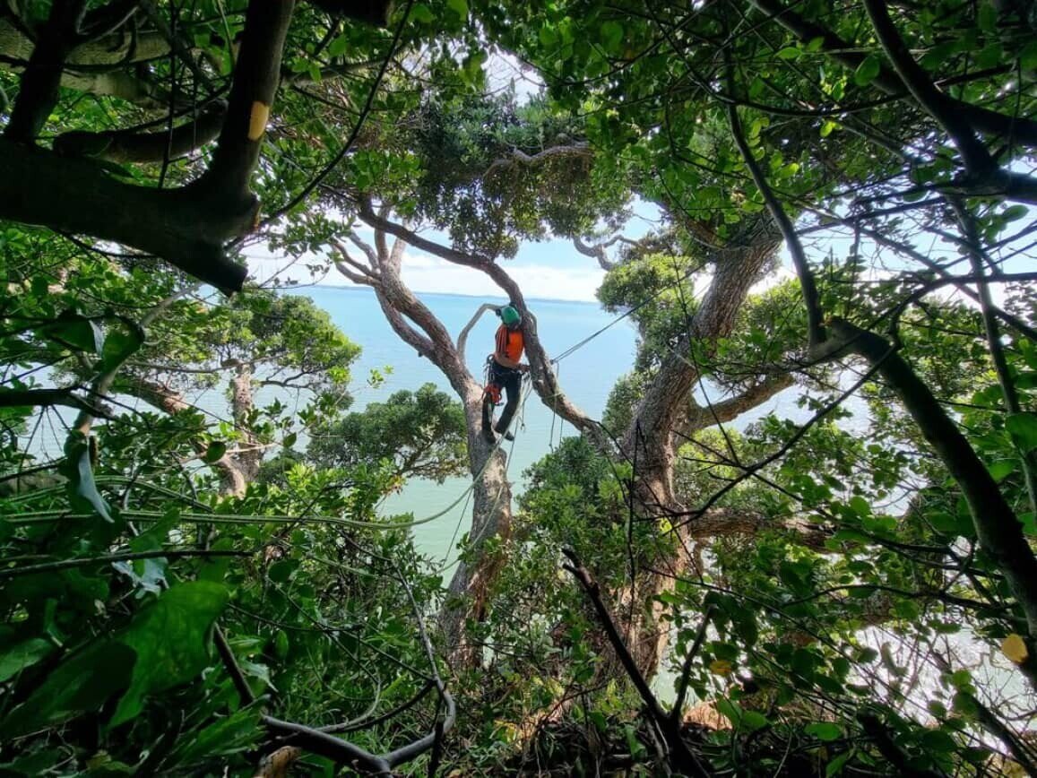 Tree Services Auckland | DS Trees Auckland Arborists