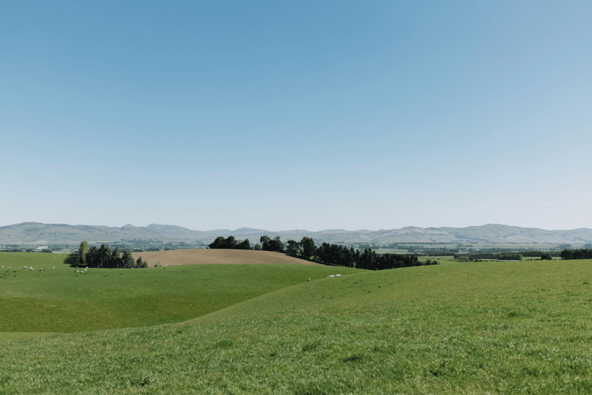 NZFAP / NZFAP Plush Dashboard