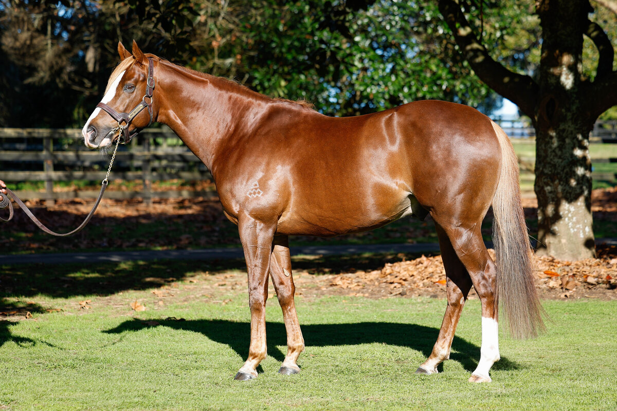 Highview Stud announce 2025 service fees | Jamieson Park