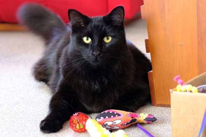 Zuko’s superstar life | Cats Protection Wellington