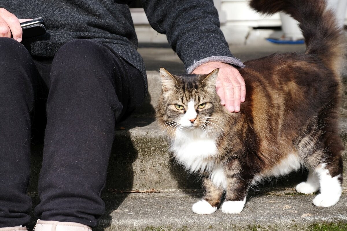 Adopting Austin was a bit hairy | Cats Protection Wellington