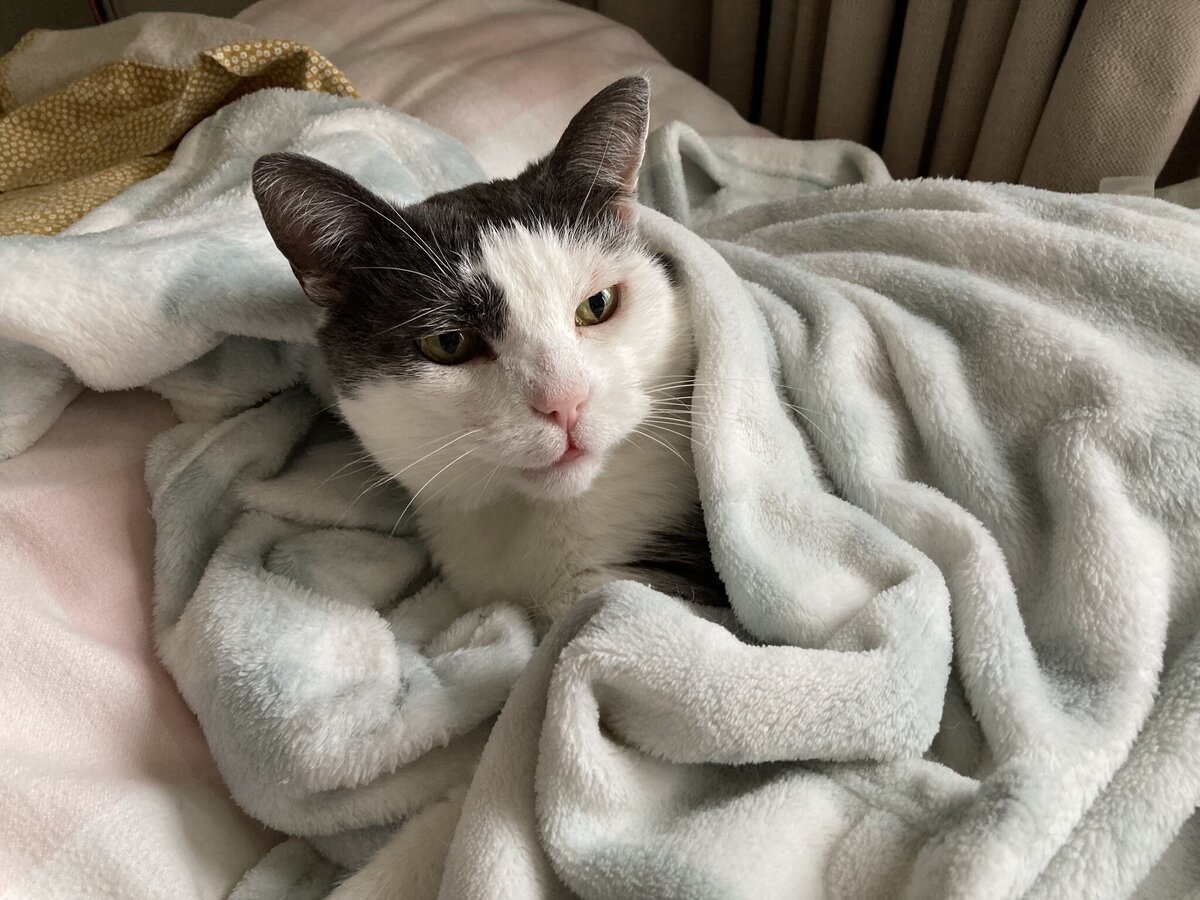 Olly gets his best life | Cats Protection Wellington