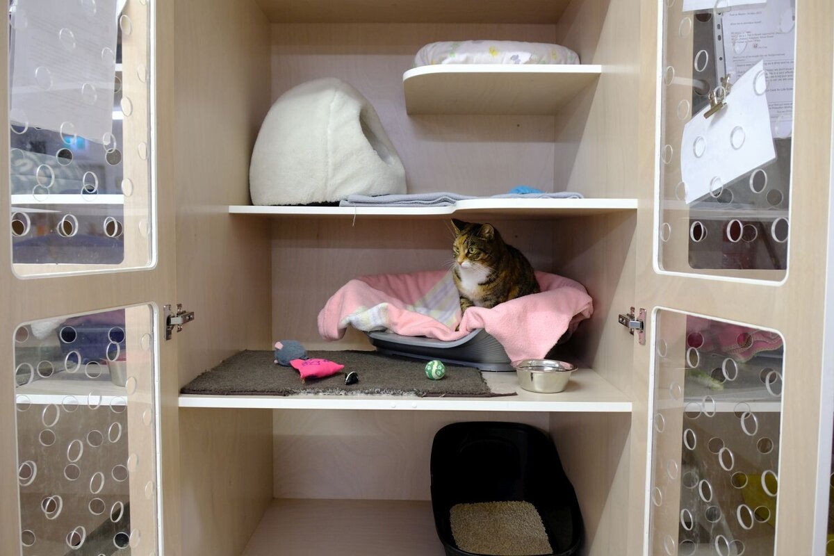 Stunning new cages revealed | Cats Protection Wellington