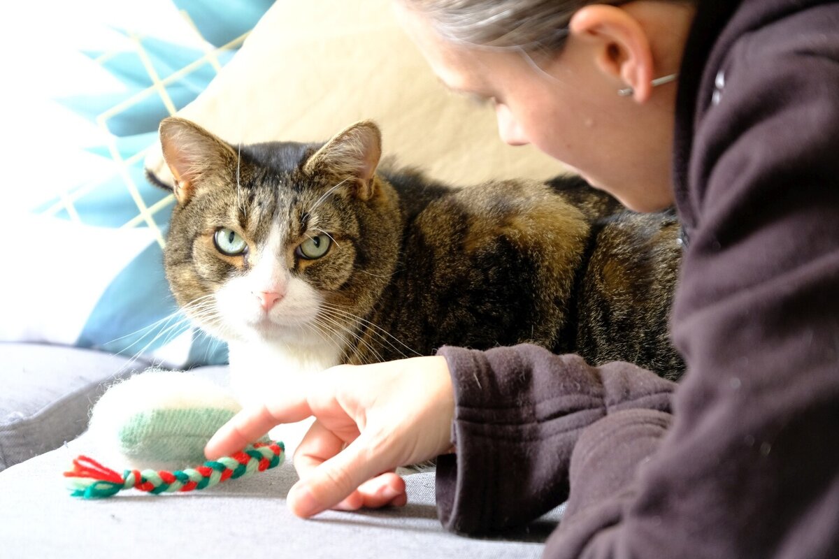 Beau's safe new home | Cats Protection Wellington