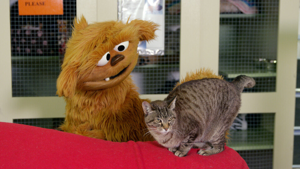 Looking after cats since 1982 | Cats Protection Wellington