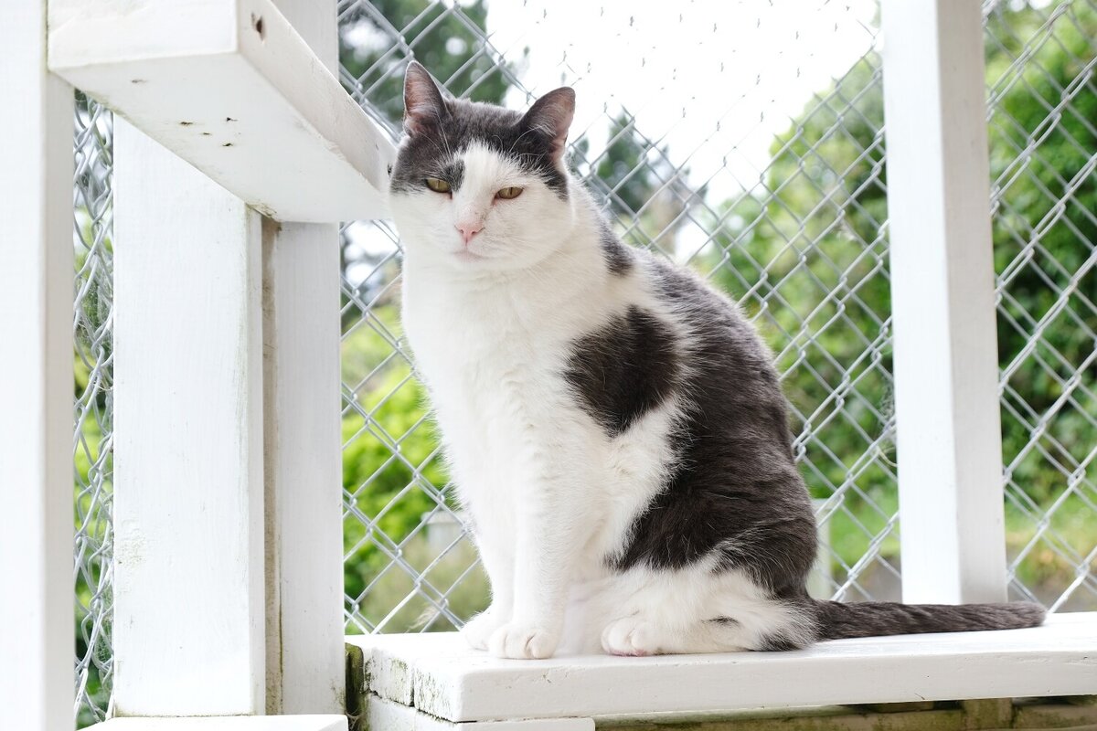 Adopt a cat | Cats Protection Wellington | Cats Protection Wellington