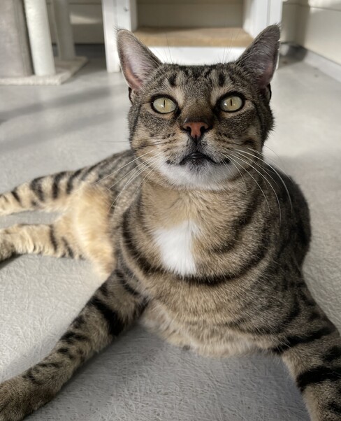 Adopt a Cat | Cats Protection Wellington