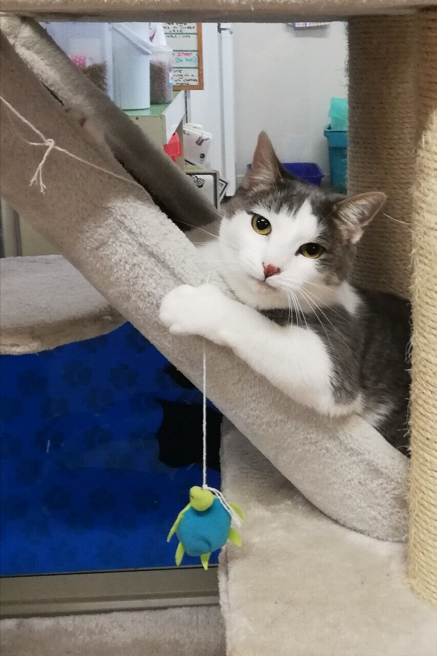 Caring and rehoming displaced or unwanted cats | Cats Protection Wellington