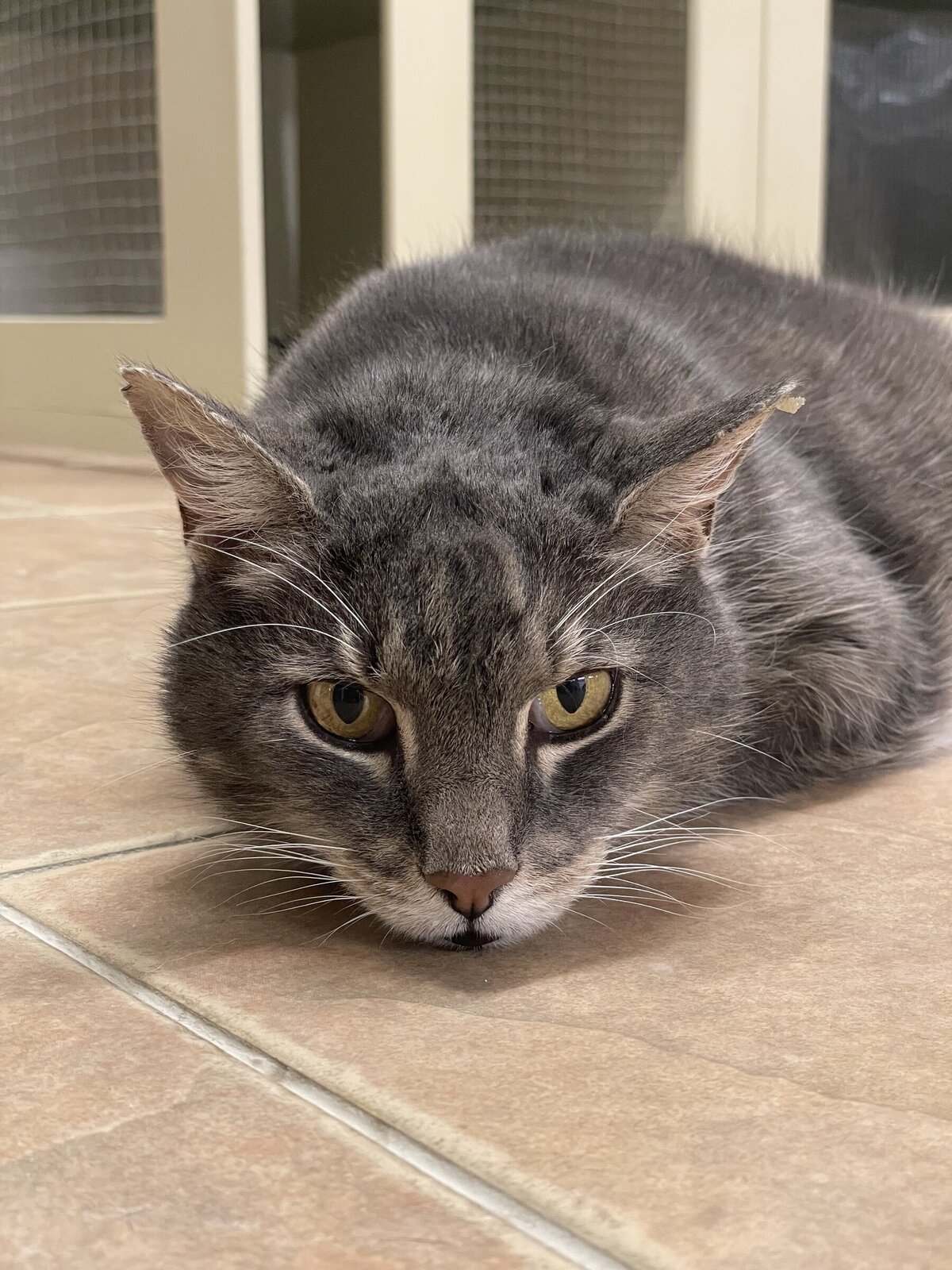 Adopt a Cat | Cats Protection Wellington
