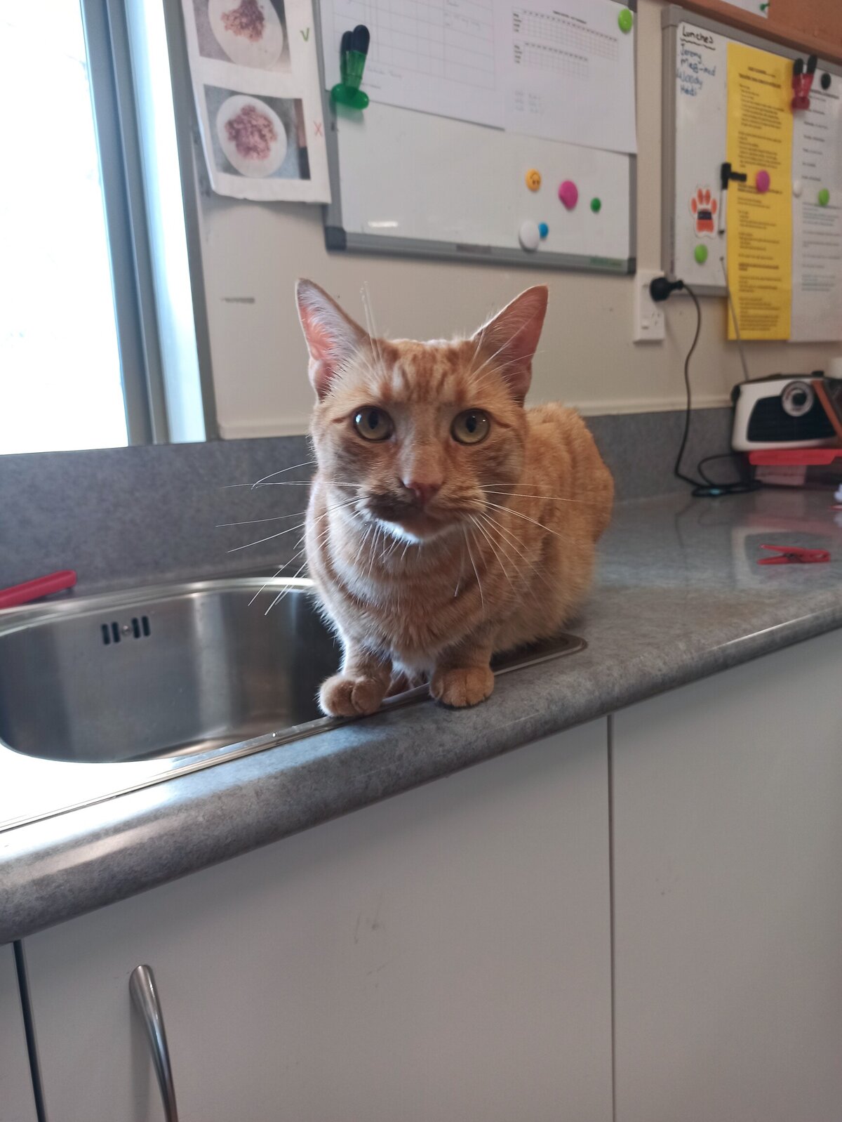 Adopt a Cat | Cats Protection Wellington