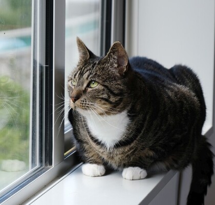 Cats Protection Wellington