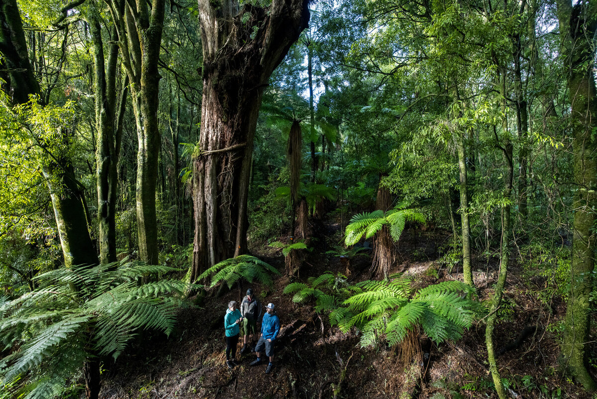 Nature's favourite colour: The science behind why we love green ...