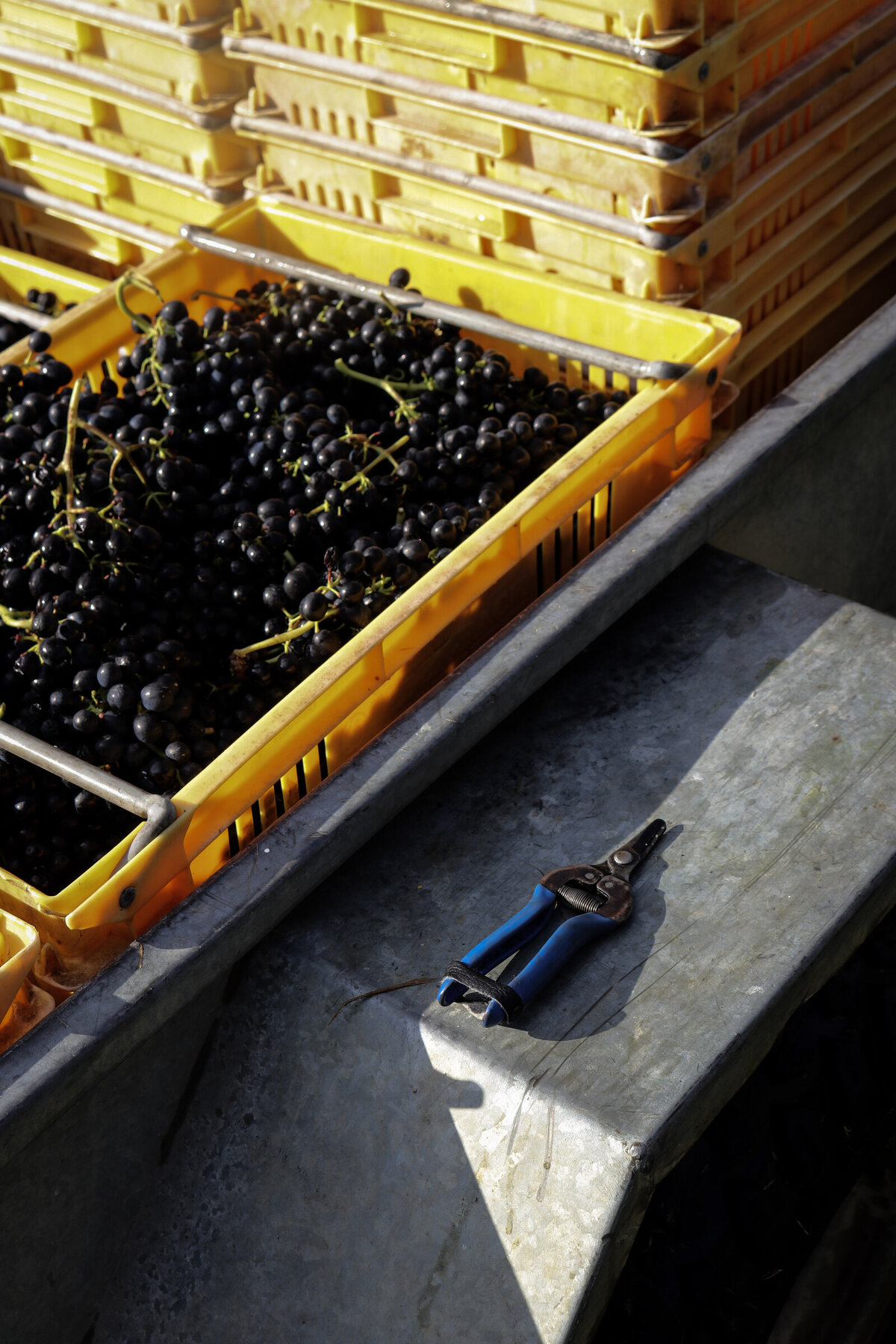 FAQs | Destination Vineyard | Waiheke Island | Batch Winery