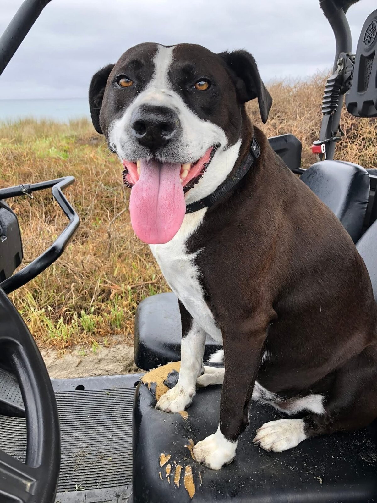 In Memory | Forever Friends Pet Cremation