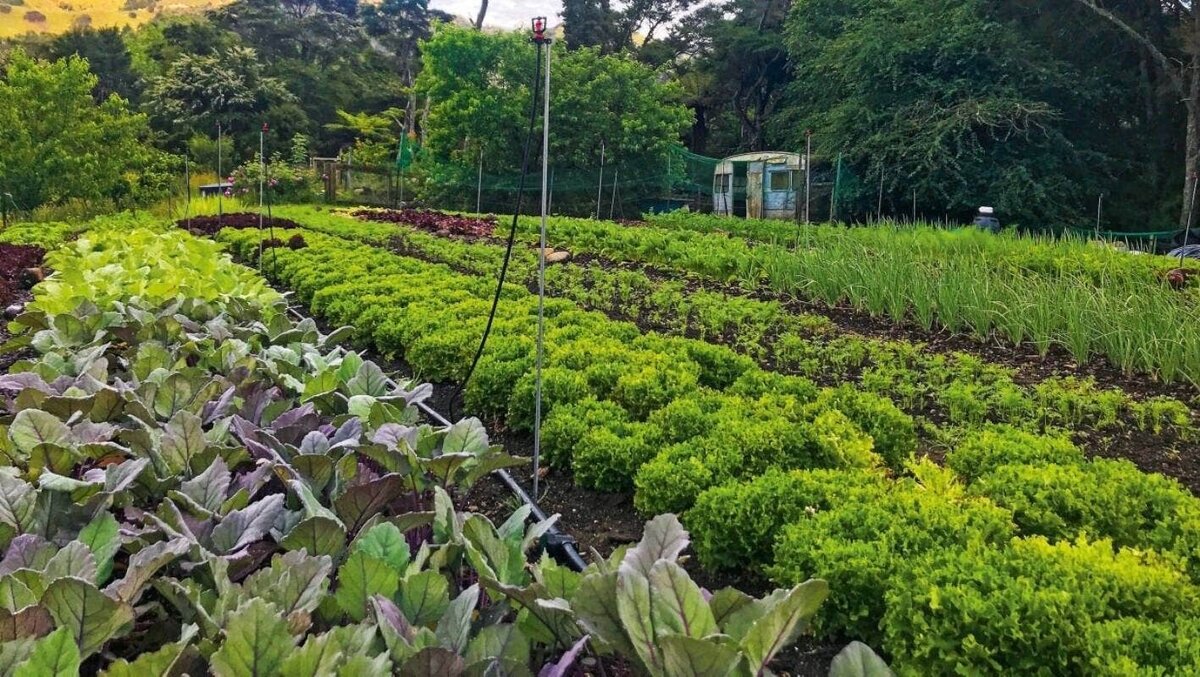 Keep on planting: veges to grow in autumn | Pakaraka Permaculture