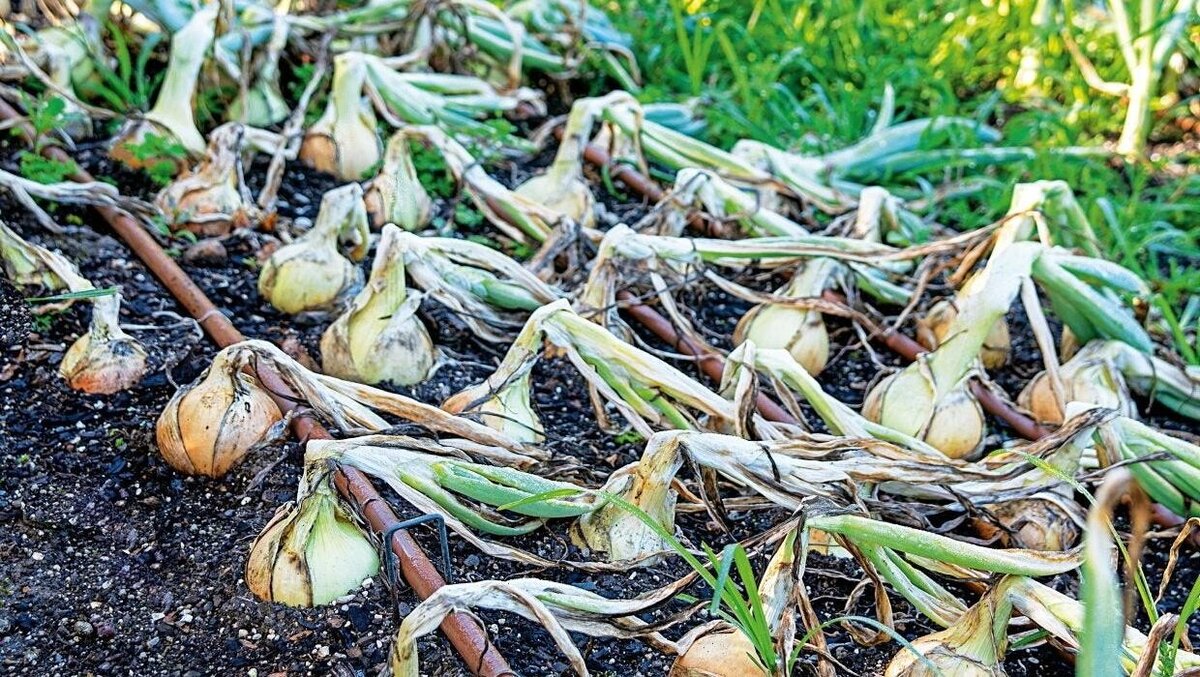 How to grow the most useful vegetable of all | Pakaraka Permaculture