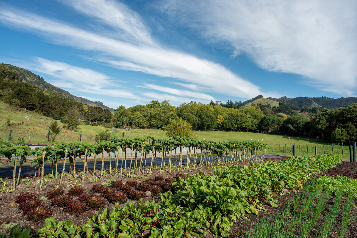 Shop | Pakaraka Permaculture