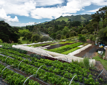Pakaraka Permaculture workshops | Gardening, Fermentation