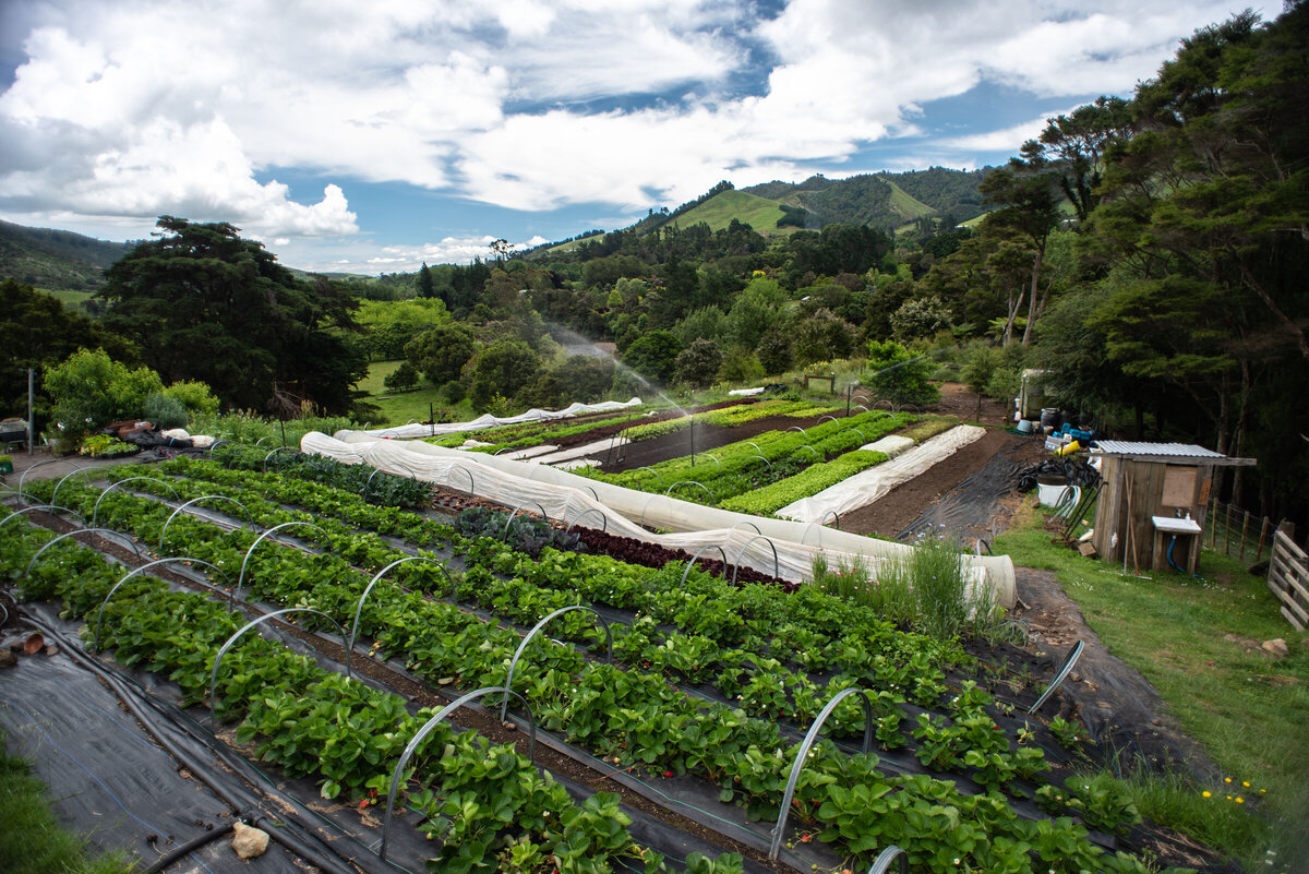 Pakaraka Permaculture workshops | Gardening, Fermentation