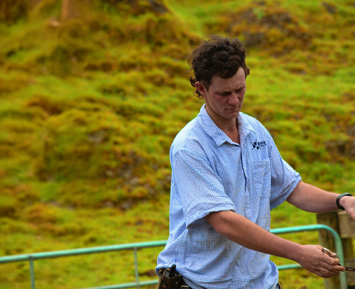 Sheep and beef online training for farm workers | Farm Skills