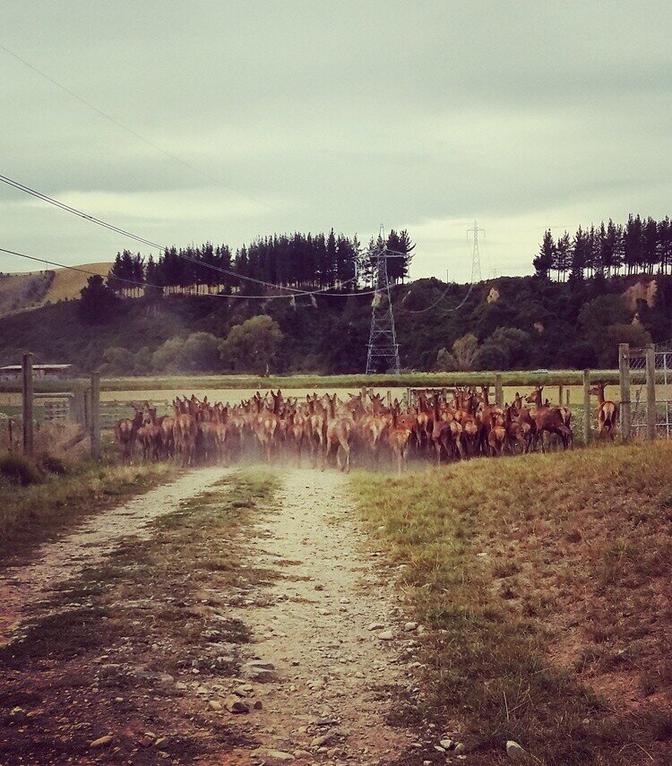 Get More Bang for your Buck | Grass Roots Media