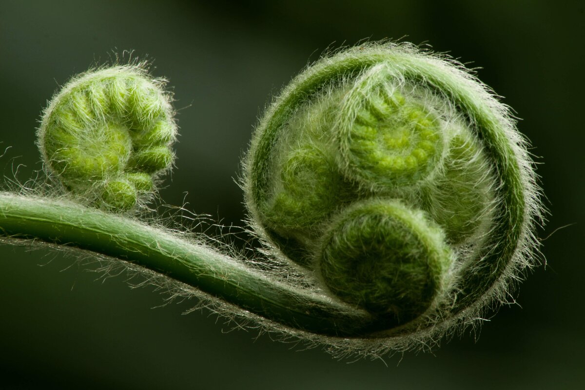 Curriculum | Olive Shoots