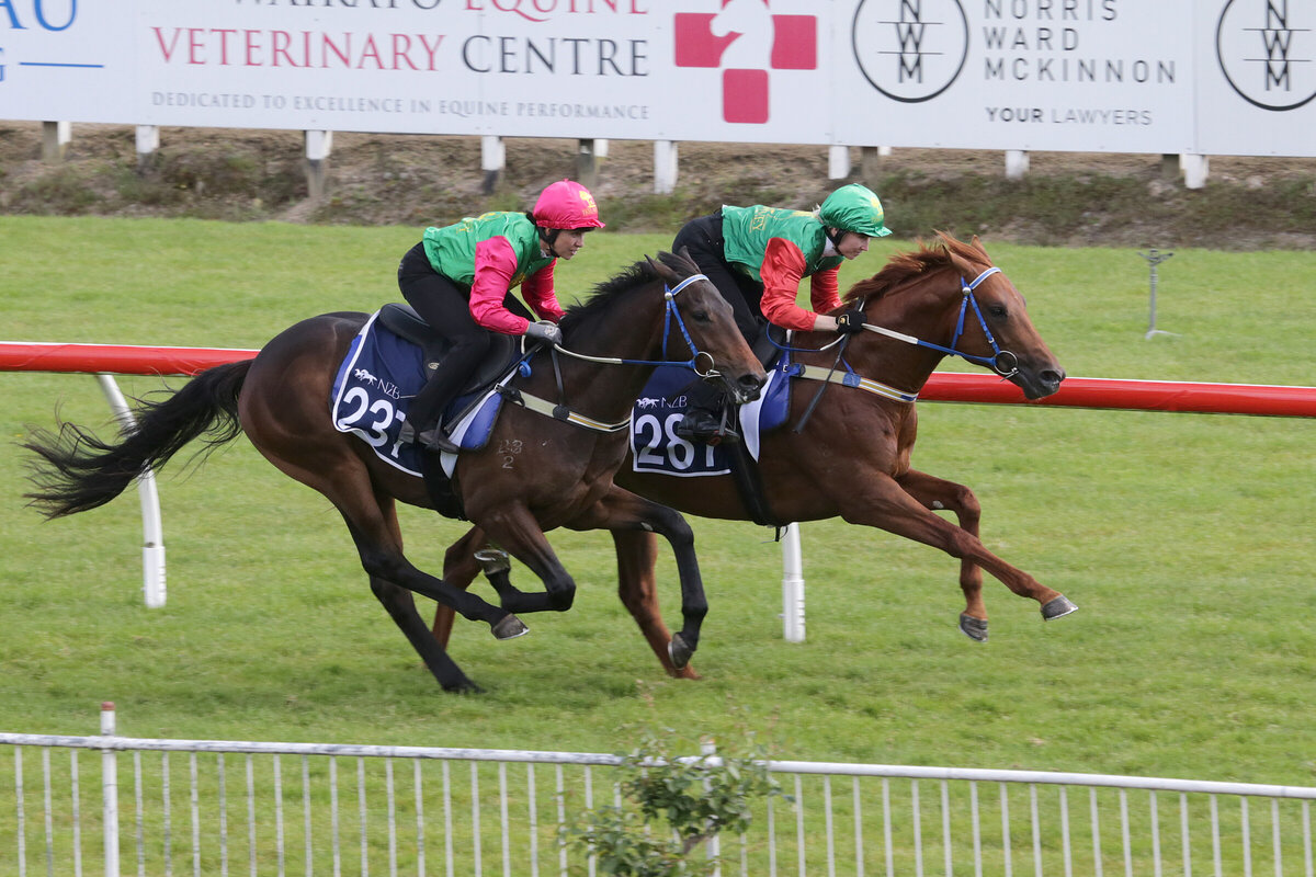 Two Exceptional Colts at the Ready to Run Sales in Karaka | Trelawney Stud