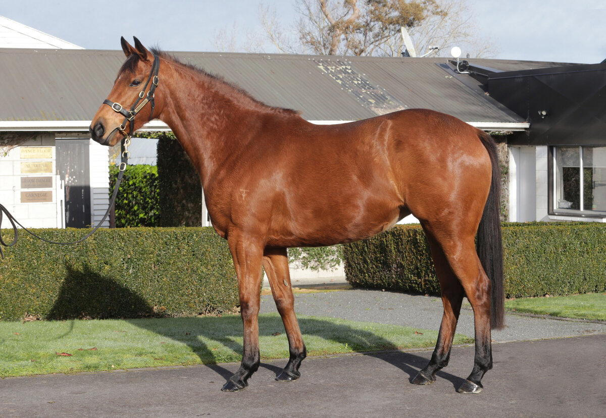 A Rare Opportunity: Daughter of Boundless Offered by Trelawney Stud ...