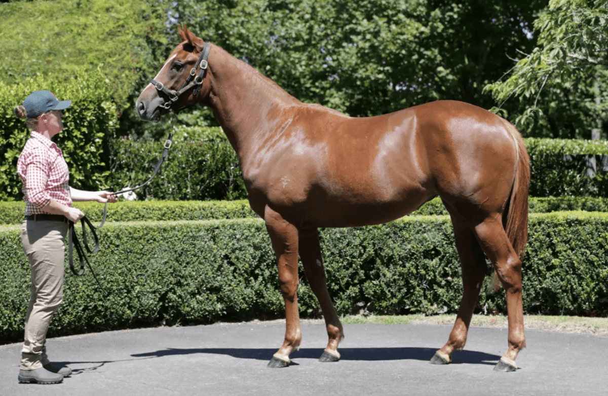 Trelawney bred Excelluna excels in second trial | Trelawney Stud