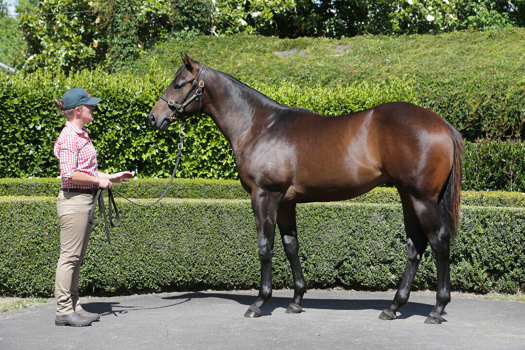 ‘I can tell you there’ll be a Group 1 winner out of it’ - Predictions ...