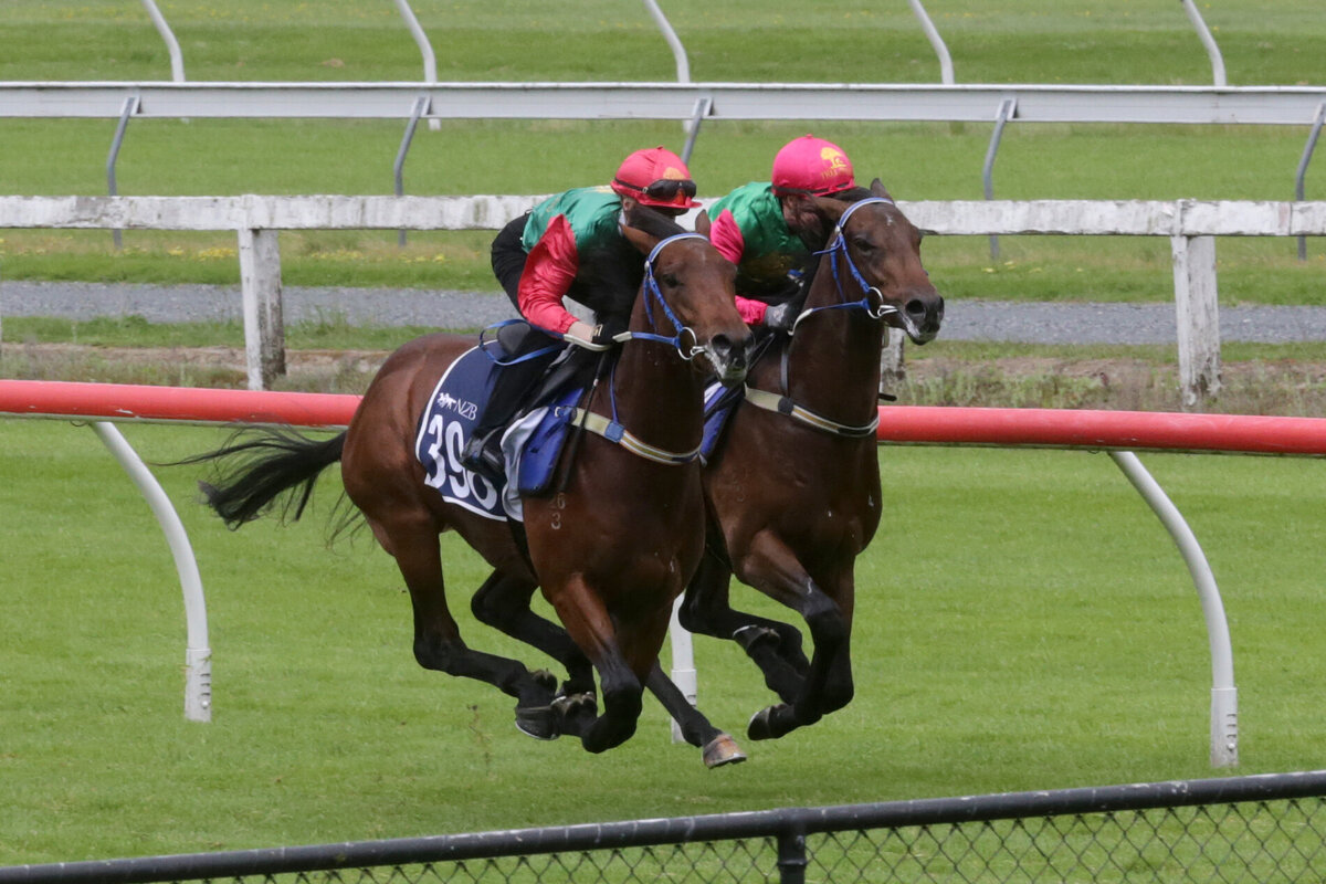 Trelawney Stud RTR Draft Impresses at Breeze-Ups | Trelawney Stud