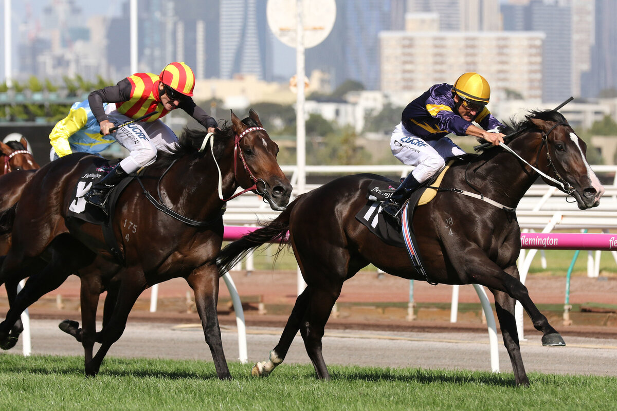 Kiwi-bred showing plenty of Grunt | Trelawney Stud