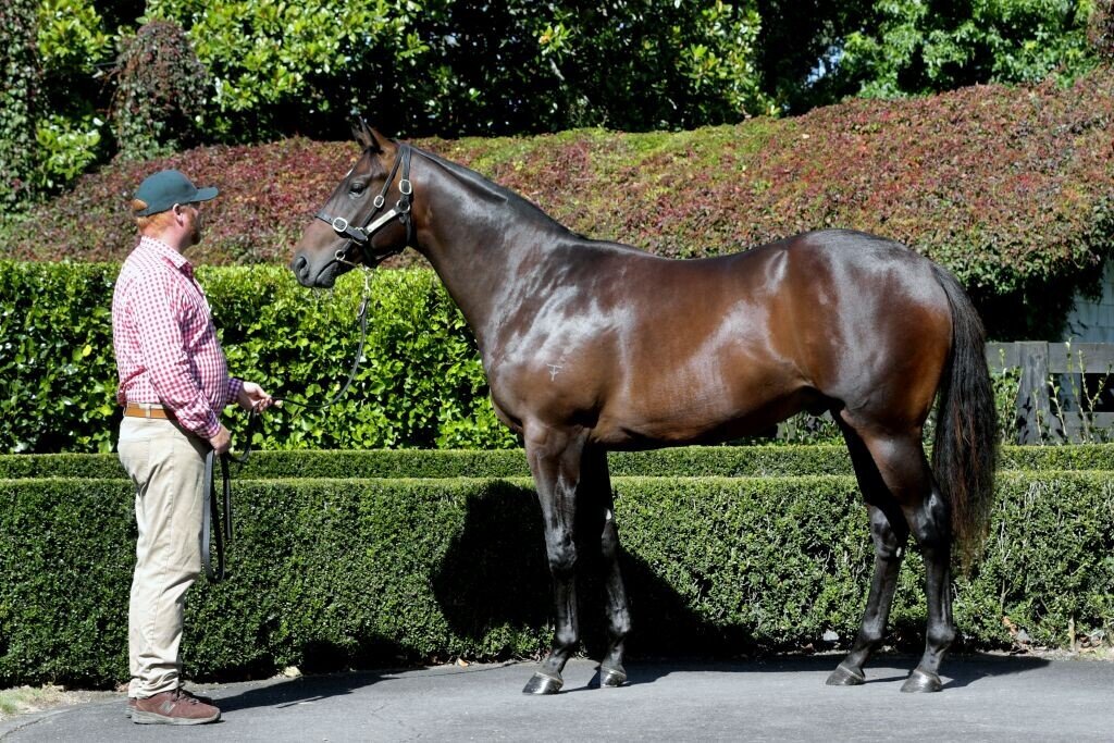 Trelawney Stud happy to be back at Riverside | Trelawney Stud