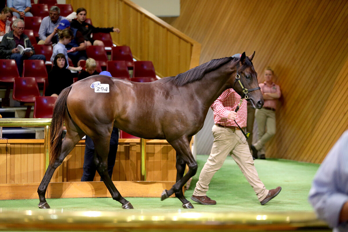 Trelawney colt has plenty of Grunt about him | Trelawney Stud
